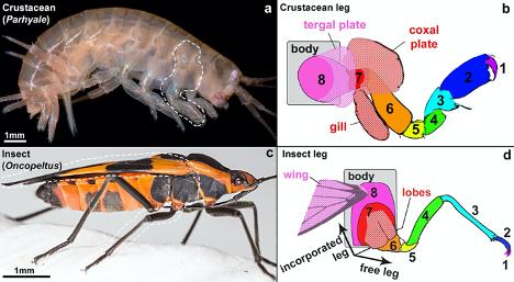 Evolution of the Insect Wing f [IMAGE] | EurekAlert! Science News Releases