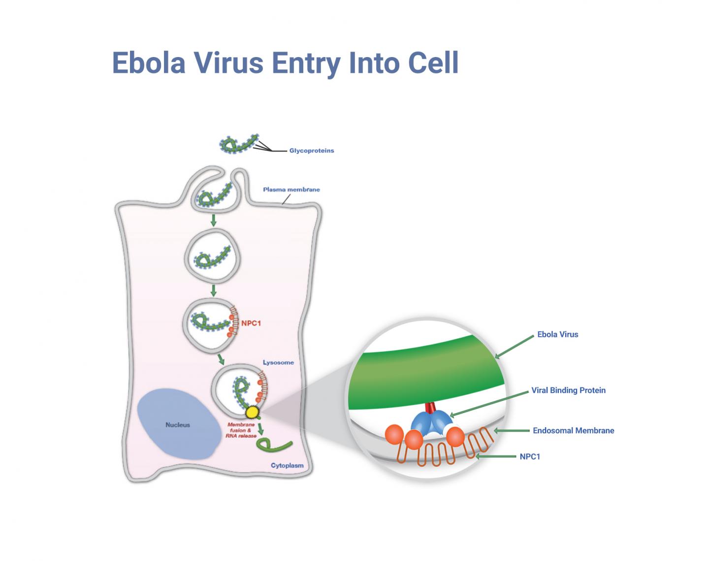 How Ebola Enters the Cell [IMAGE] | EurekAlert! Science News Releases