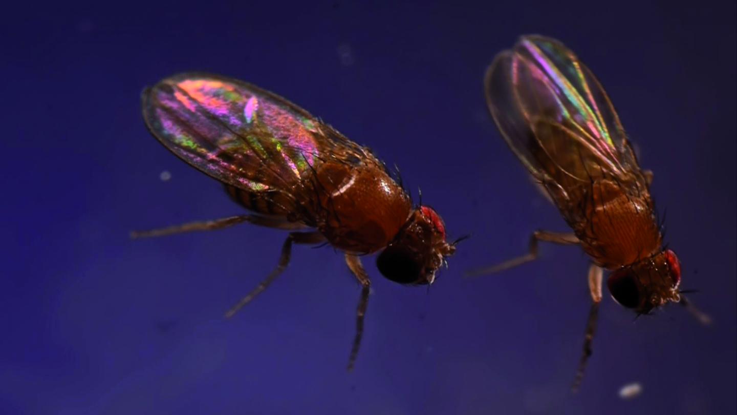 Transposon Recently Invaded Fl [IMAGE] | EurekAlert! Science News Releases