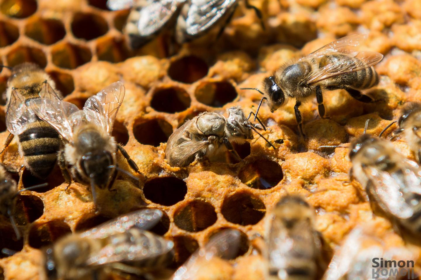 Honey Samples Worldwide Test Positive for Neo | EurekAlert!