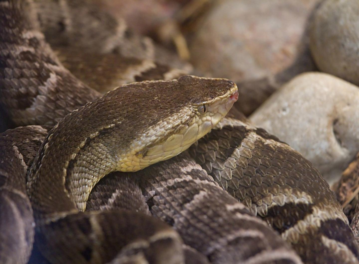 Snake venom helps hydrogels stop the bleeding | EurekAlert!
