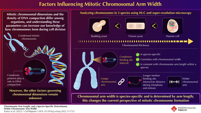 “Unwinding” chromosomes: a unique perspective | EurekAlert!