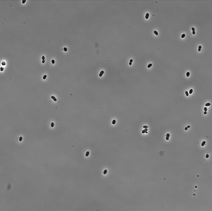 Zymomonas mobilis [IMAGE] | EurekAlert! Science News Releases
