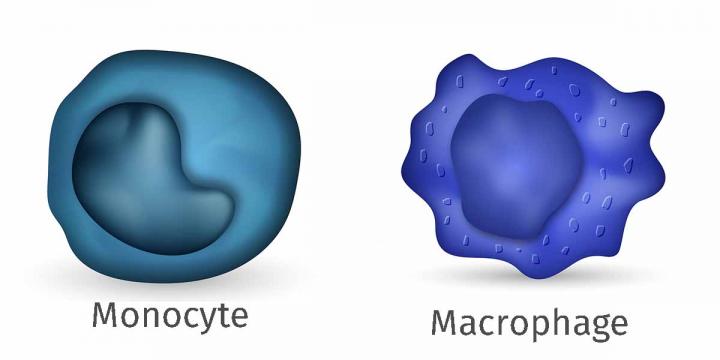 Monocyte and Macrophage [IMAGE] | EurekAlert! Science News Releases