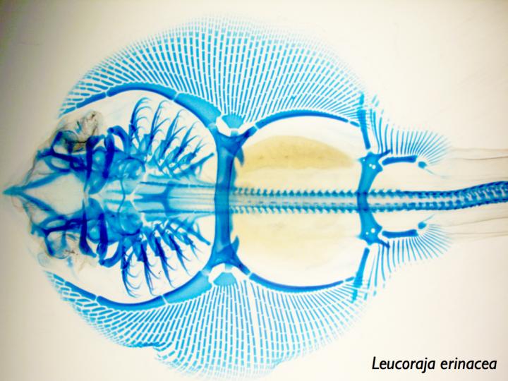 The Skeleton Of A Developing S [IMAGE] | EurekAlert! Science News Releases