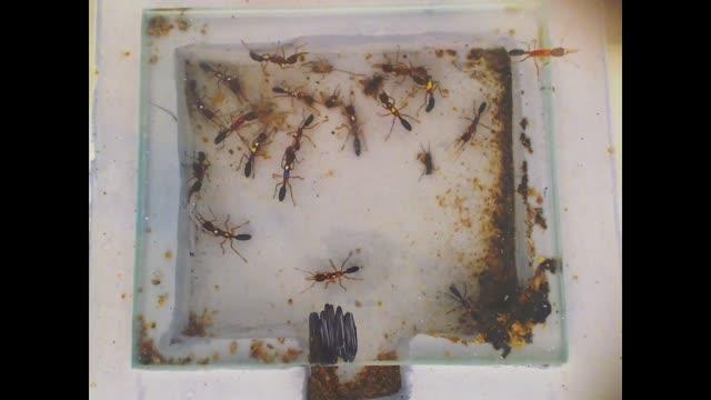 Mutant ants provide insights into social inte | EurekAlert!