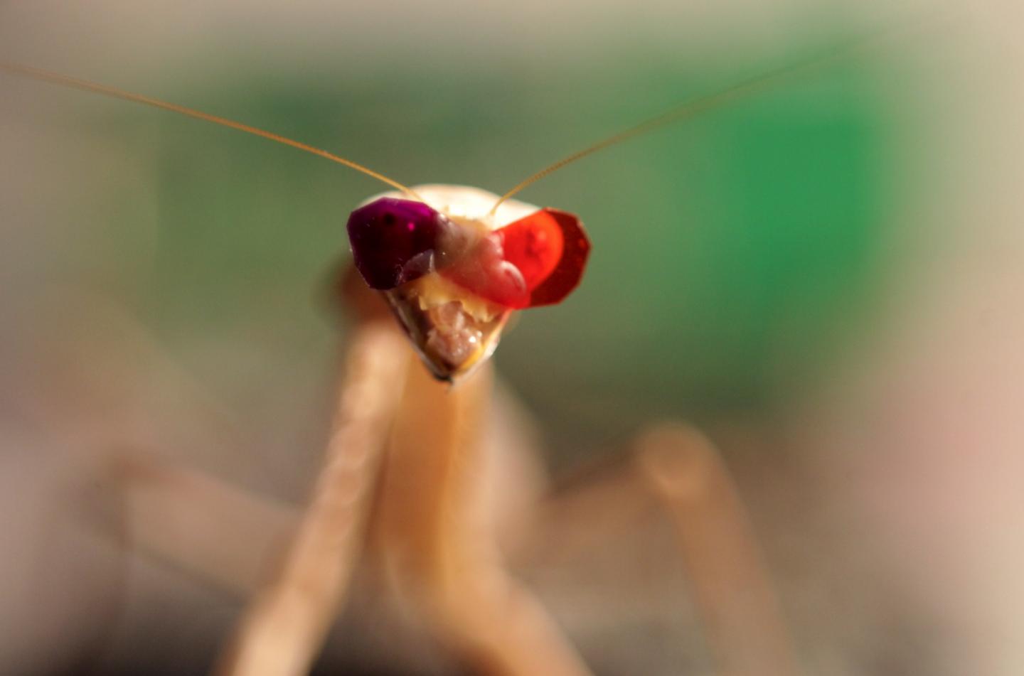 Mantis [IMAGE] | EurekAlert! Science News Releases