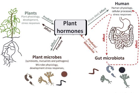 Human-Plant-Microbiome Interac [IMAGE] | EurekAlert! Science News Releases
