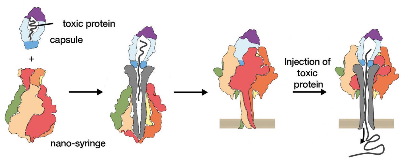 Mechanism of Toxin Injection [IMAGE] | EurekAlert! Science News Releases