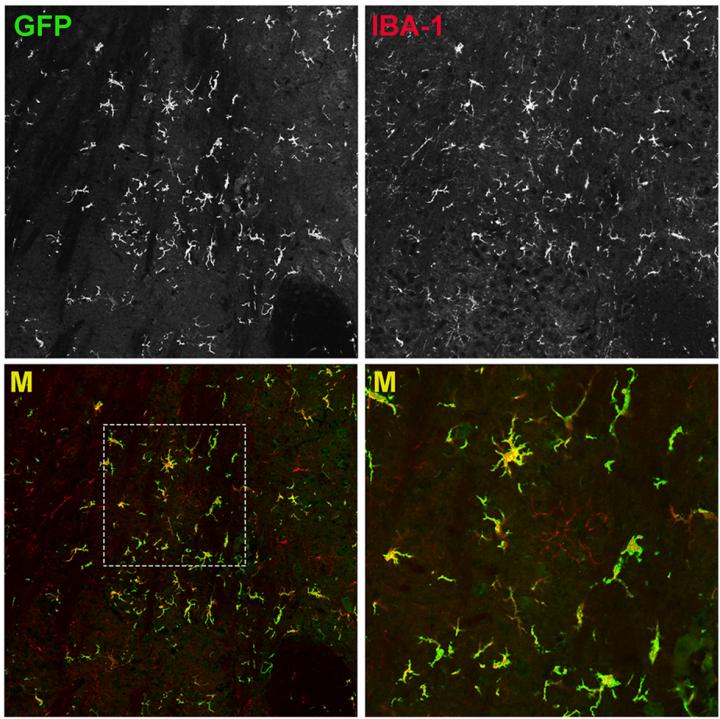 New Stem Cell Delivery Service Helps Freshen | EurekAlert!