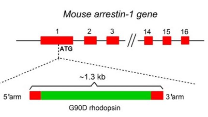 blobid [IMAGE] | EurekAlert! Science News Releases