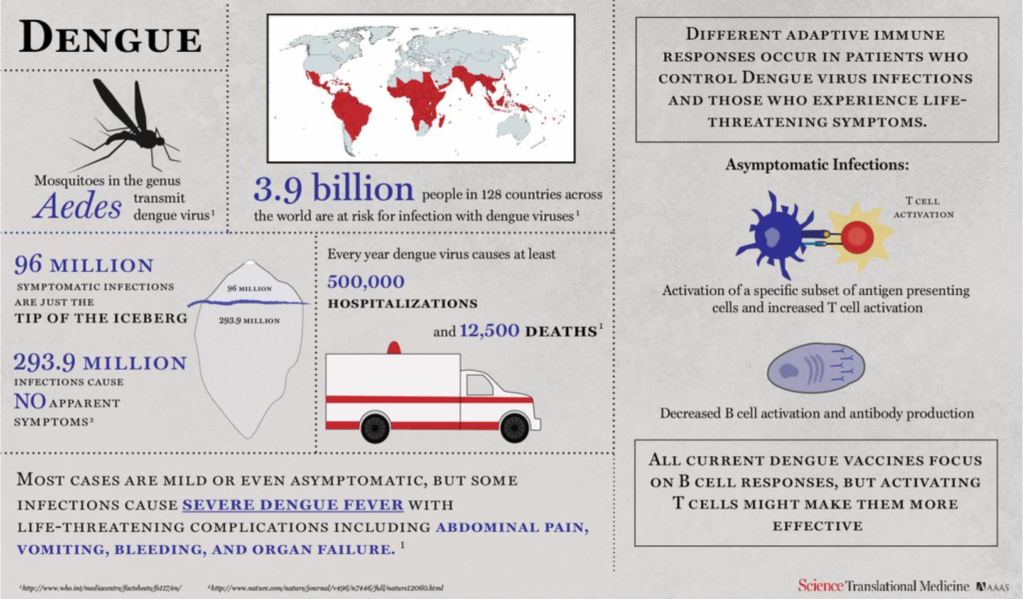 T Cell Responses May Help Dodg [IMAGE] | EurekAlert! Science News Releases