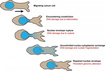 Nuclear Envelope Rupture [IMAGE] | EurekAlert! Science News Releases