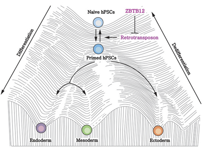 Figure 1 [IMAGE] | EurekAlert! Science News Releases
