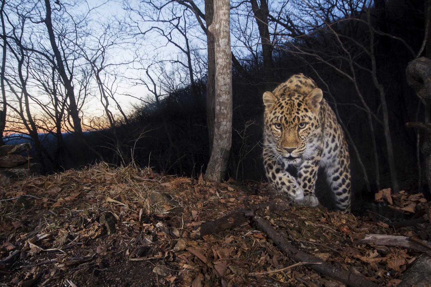 Study finds 84 highly endangered Amur leopard | EurekAlert!