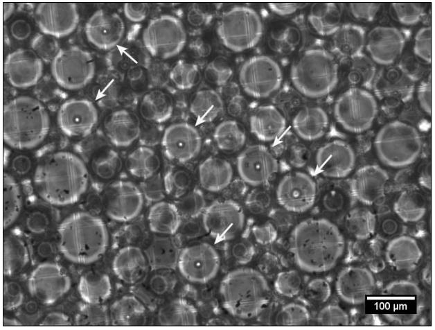 Isolating B Cells [IMAGE] | EurekAlert! Science News Releases