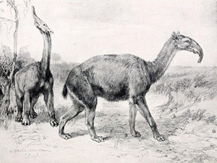 Litopterns [IMAGE] | EurekAlert! Science News Releases