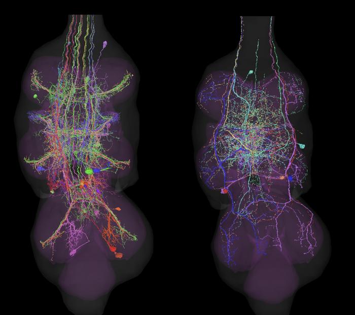 Researchers map fly’s neural n [IMAGE] | EurekAlert! Science News Releases