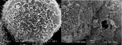 Use of BII mAbs for Cancer Tre [IMAGE] | EurekAlert! Science News Releases