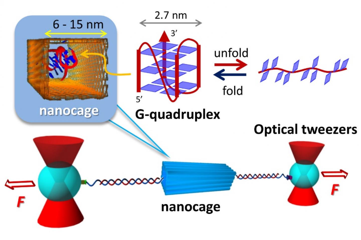 G-quadruplex Molecule [IMAGE] | EurekAlert! Science News Releases