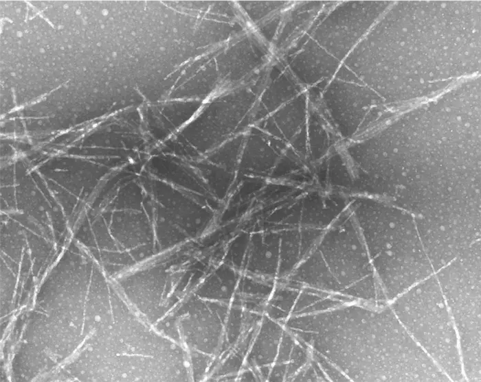 Extended Amyloid Fibrils: Impl [IMAGE] | EurekAlert! Science News Releases