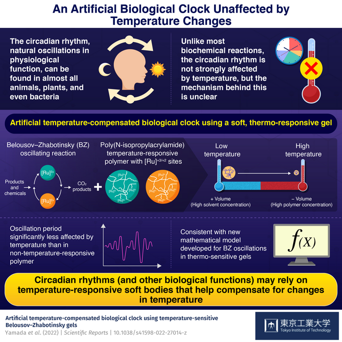 An Artificial Biological Clock [IMAGE] | EurekAlert! Science News Releases