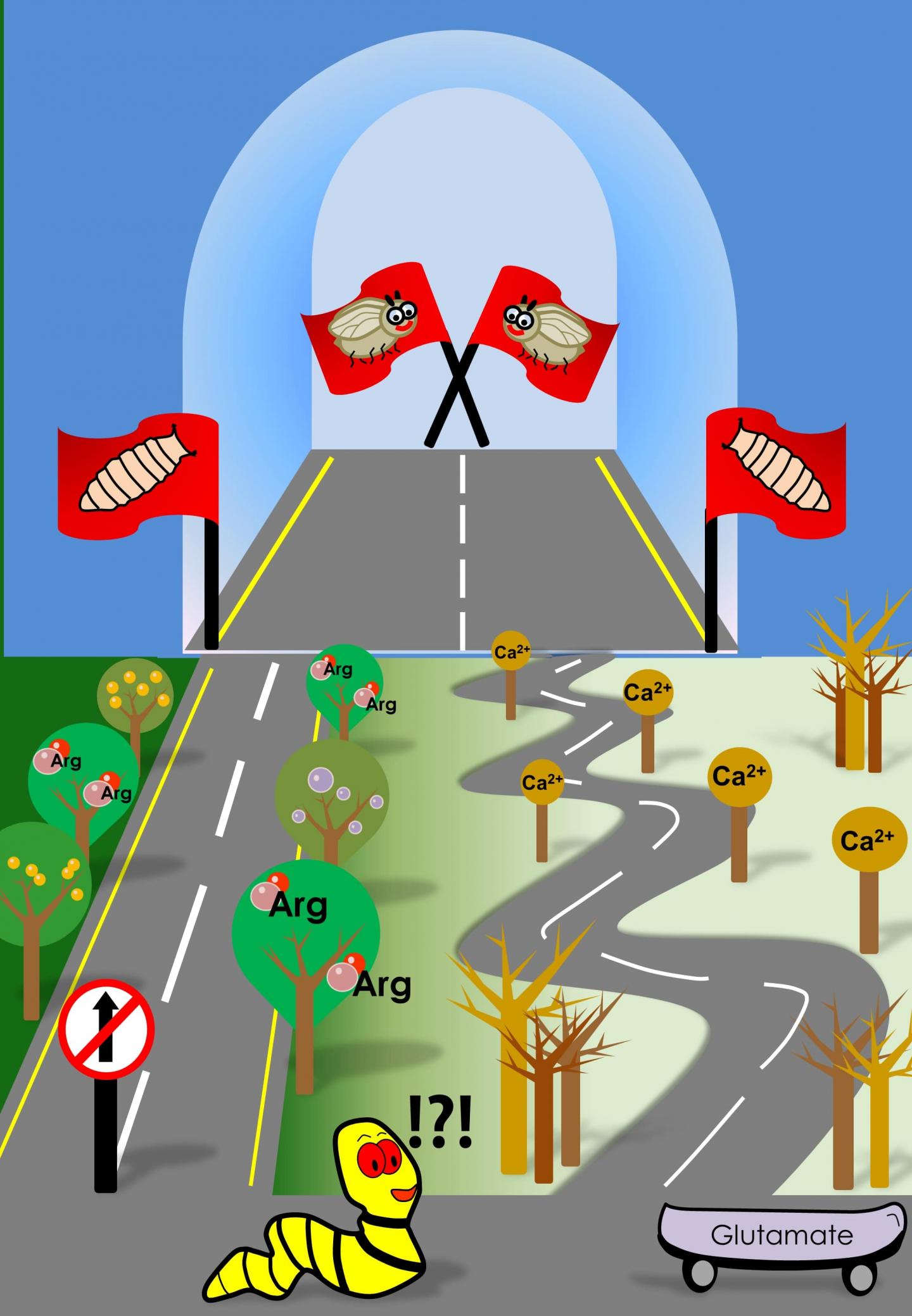 Starving Larvae and Calcium Wa [IMAGE] | EurekAlert! Science News Releases