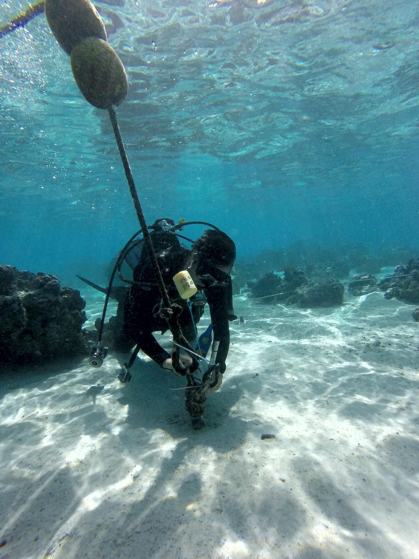 Coral Reef Structure Matters M [IMAGE] | EurekAlert! Science News Releases