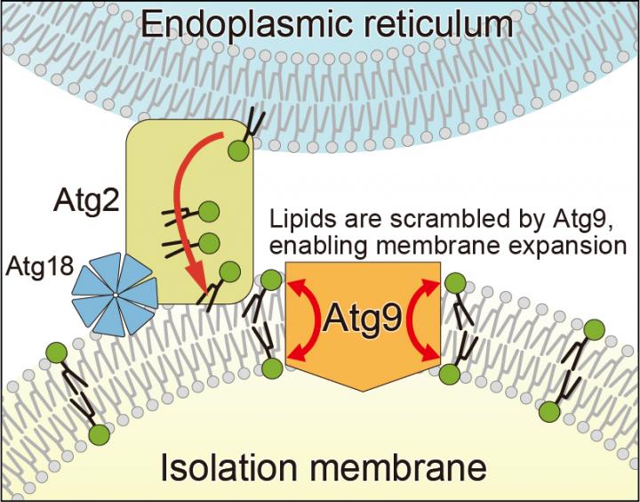 Isolation membrane expansion [IMAGE] | EurekAlert! Science News Releases