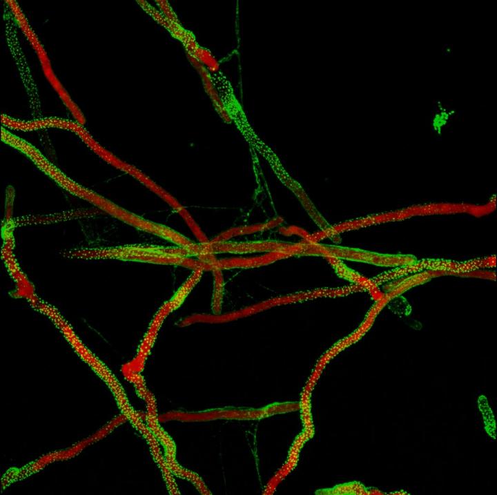 Fungal Biofilms Formation [IMAGE] | EurekAlert! Science News Releases