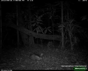 Beware of the full moon: Tropical forest mamm | EurekAlert!