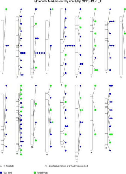 Unlocking the genetic blueprint of apples: sh | EurekAlert!