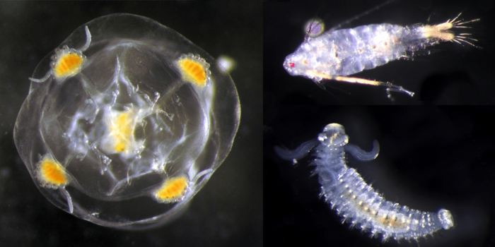 Ocean Zooplankton