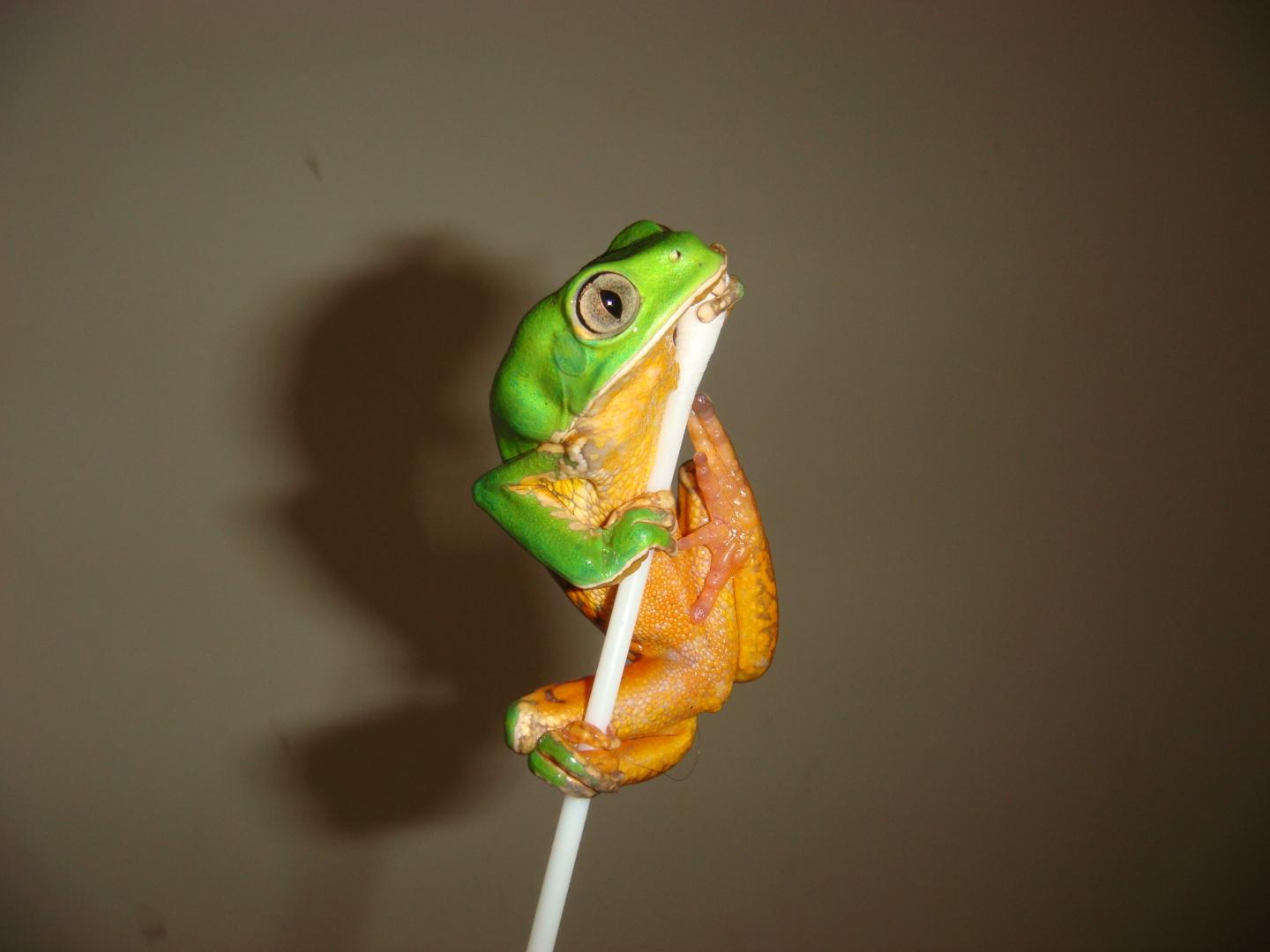 Skin microbe diversity can vary with forest t | EurekAlert!