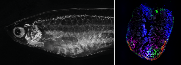 How the zebrafish repairs a broken heart | EurekAlert!