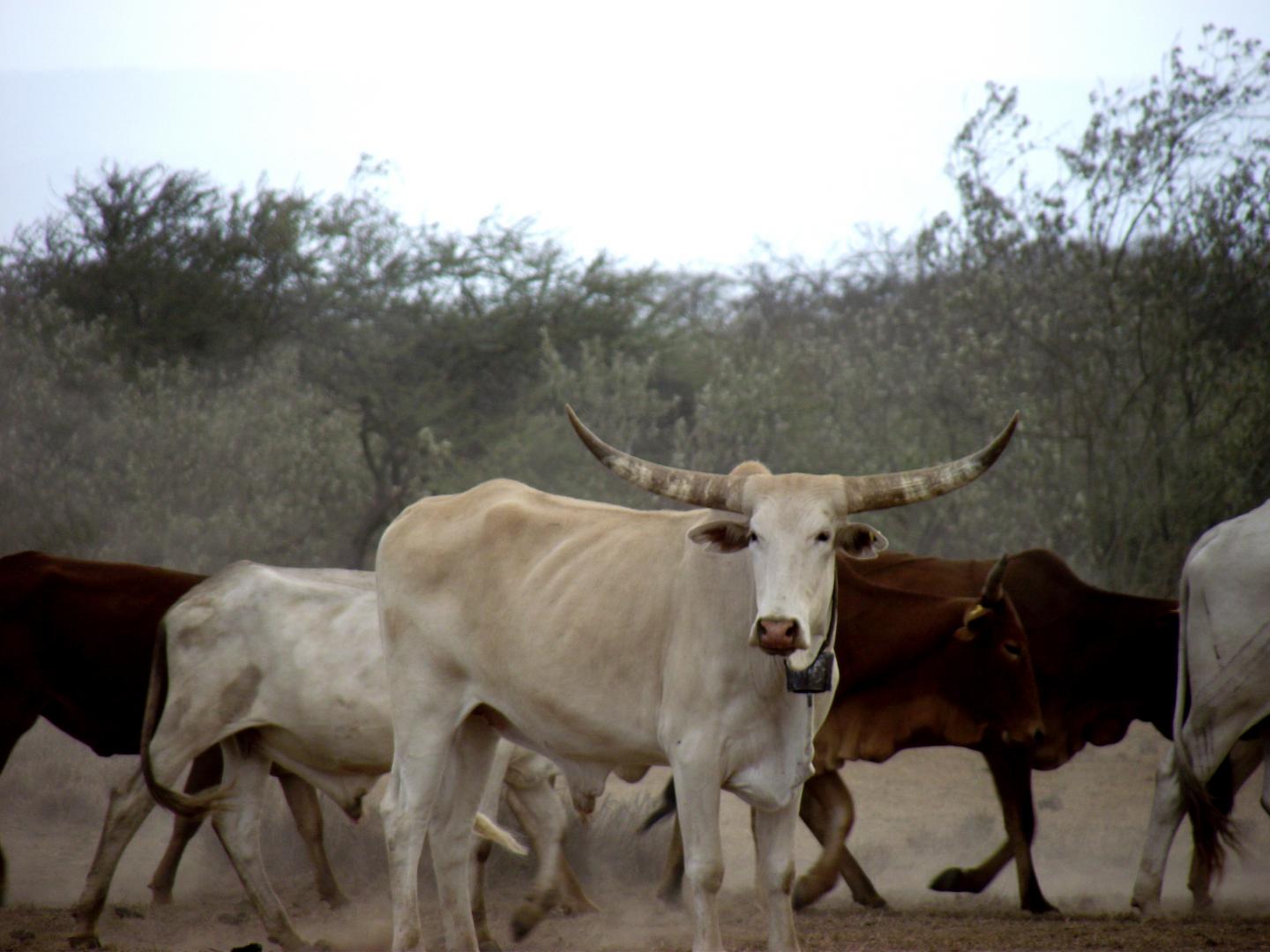 Kenyan Herder [IMAGE] | EurekAlert! Science News Releases