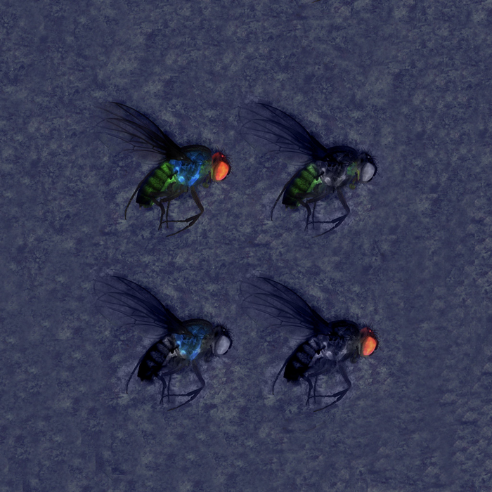 Four fly panels [IMAGE] | EurekAlert! Science News Releases