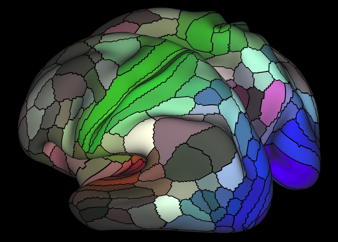 Connectome map more than doubles human cortex | EurekAlert!