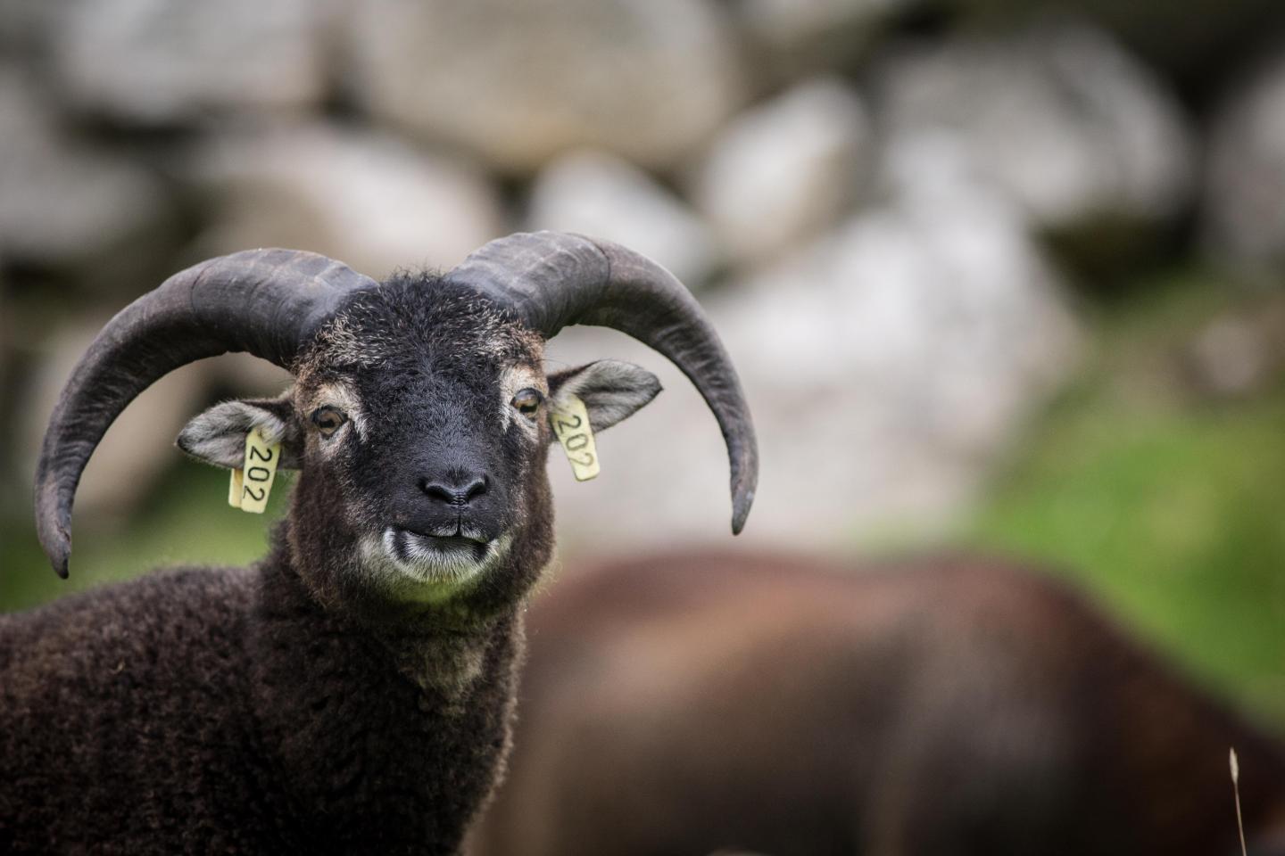 Soay Sheep [IMAGE] | EurekAlert! Science News Releases