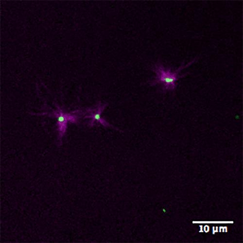 Microtubules, assemble! | EurekAlert!