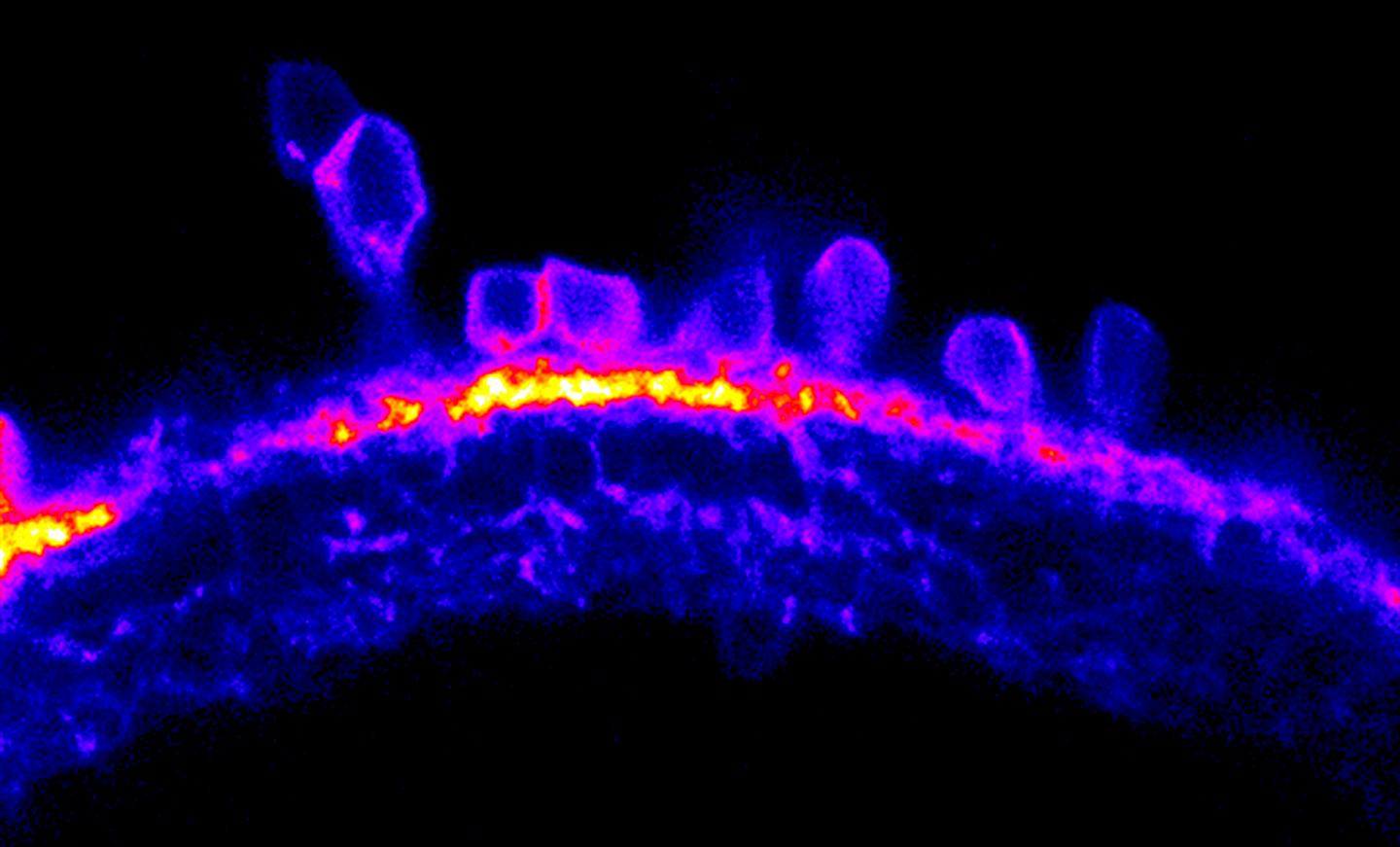 Neural Cells in the Retina [IMAGE] | EurekAlert! Science News Releases