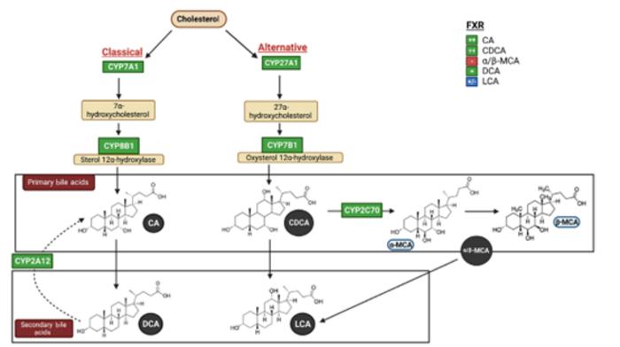 The classical and alternative [IMAGE] | EurekAlert! Science News Releases