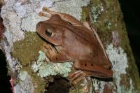 Tree Frogs Tell a Story of Biological Hotspot | EurekAlert!