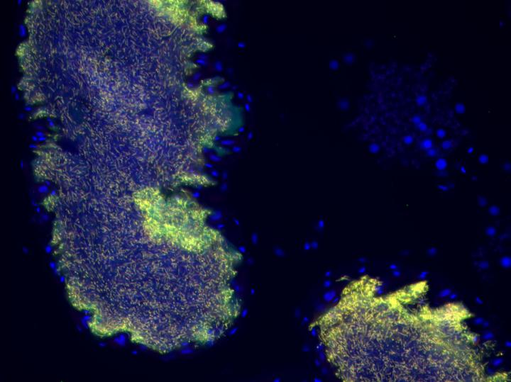 Bacterial Symbionts [IMAGE] | EurekAlert! Science News Releases