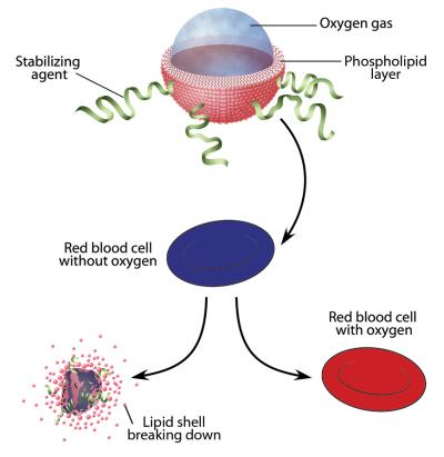Injected Microparticles Delive [IMAGE] | EurekAlert! Science News Releases