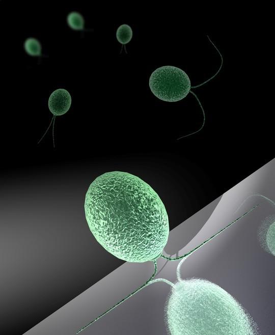 Flagella [IMAGE] | EurekAlert! Science News Releases