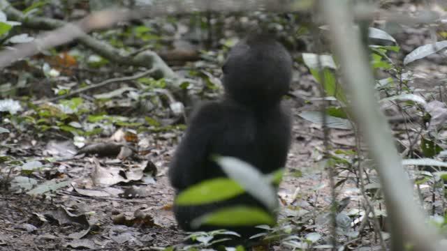 More Accurate Estimates of Great Ape Populati | EurekAlert!