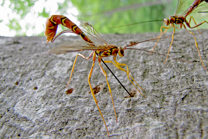 Parasitoid wasp [IMAGE] | EurekAlert! Science News Releases