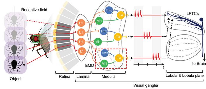 Image 01 [IMAGE] | EurekAlert! Science News Releases