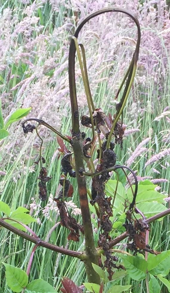 A Young Ash Tree Dying of Ash [IMAGE] | EurekAlert! Science News Releases